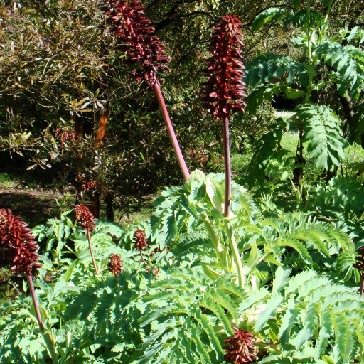 Giant Honey Flower (Melianthus Major) Plant Care & How to Grow, Water