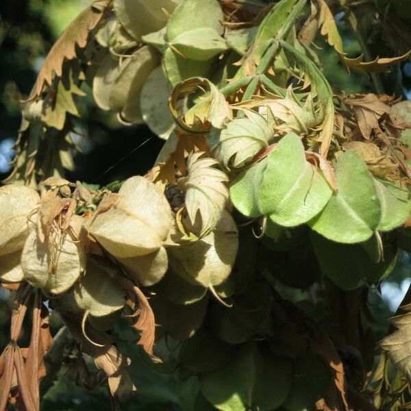 Drakensberg Honeyflower (Melianthus Villosus) Plant Care & How to Grow ...