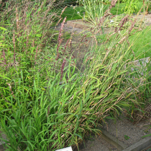 Siberian Melic (Melica Altissima) Plant Care & How to Grow, Water