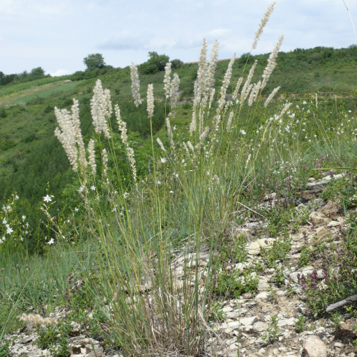 Ciliate Melick (Melica Ciliata) Plant Care & How to Grow, Water