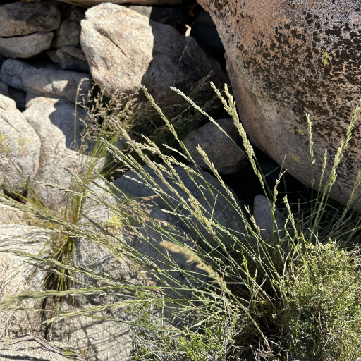 Woody Melicgrass (Melica Frutescens) Plant Care & How to Grow, Water