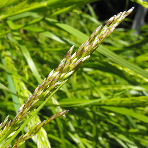 Smallflower Melicgrass (Melica Imperfecta) Plant Care & How to Grow, Water