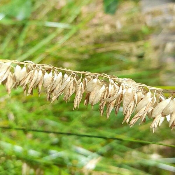 Melica Macra Plant Care & How to Grow, Water