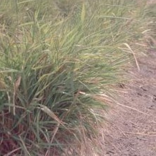 Three-Flower Melic (Melica Nitens) Plant Care & How to Grow, Water