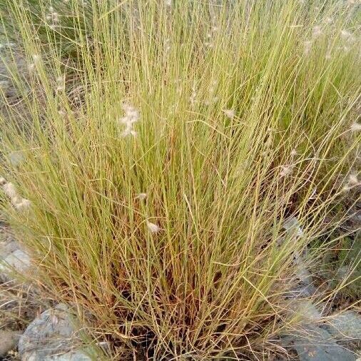 Persian Melic Grass (Melica Persica) Plant Care & How to Grow, Water