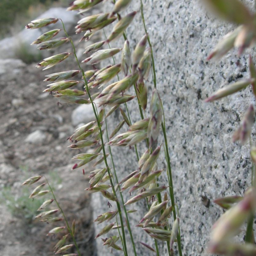 Rock Melicgrass (Melica Stricta) Plant Care & How to Grow, Water