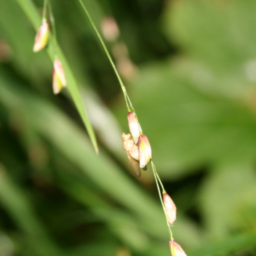 Wood Melick (Melica Uniflora) Care Guide: Water, Soil & Propagation ...