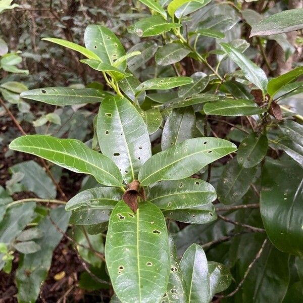 Melicope Borbonica Plant Care & How to Grow, Water