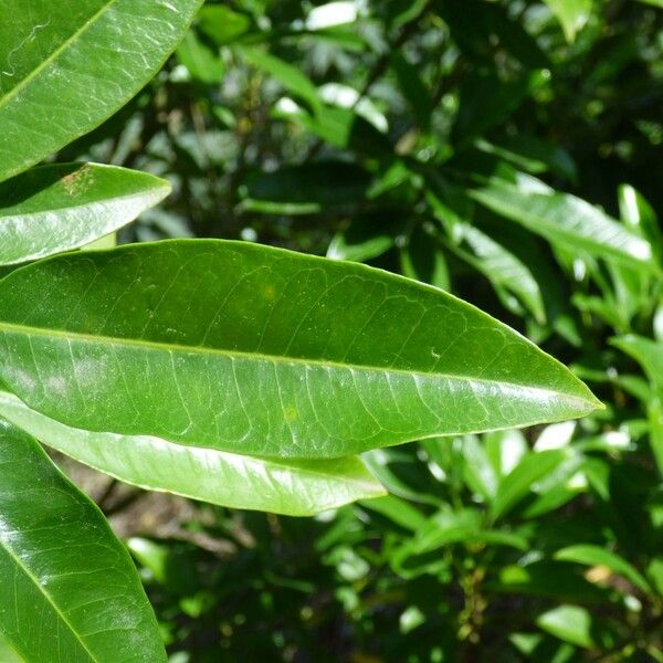 Melicope Obscura Plant Care & How to Grow, Water