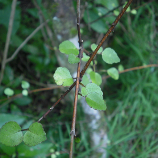 Poataniwha (Melicope Simplex) Plant Care & How to Grow, Water