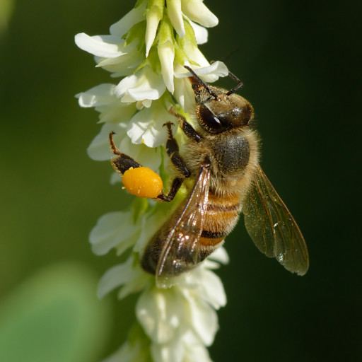 White Sweet-Clover (Melilotus Albus) Plant Care & How to Grow, Water