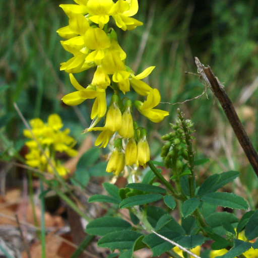 Tall Melilot (Melilotus Altissimus) Plant Care & How to Grow, Water