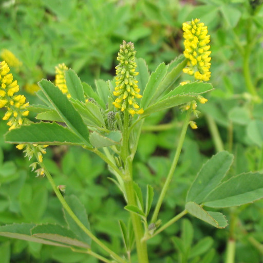 Sweetsop (Annona Squamosa) Plant Care & How to Grow, Water