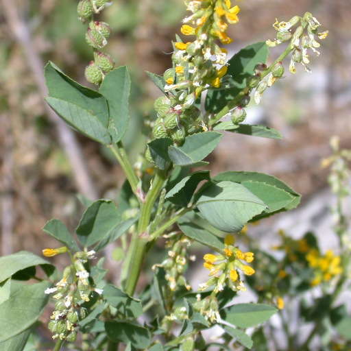 Italian Melilot (Melilotus Italicus) Plant Care & How to Grow, Water
