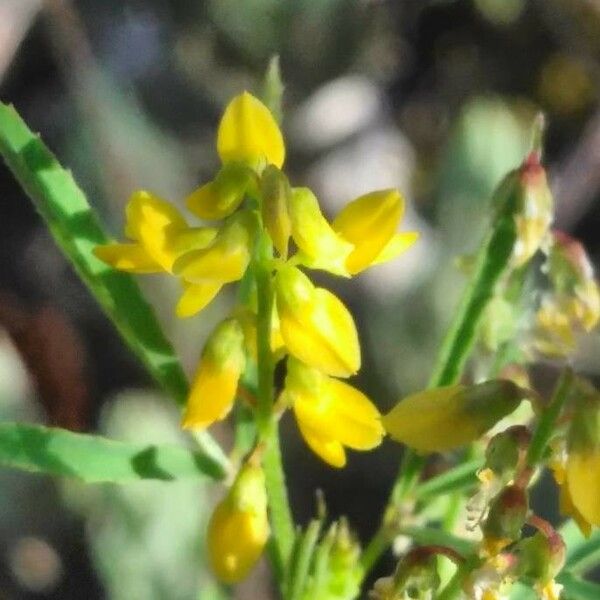 Neapolitan Melilot (Melilotus Neapolitanus) Plant Care & How to Grow, Water