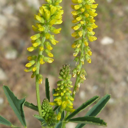Furrowed Melilot (Melilotus Sulcatus) Plant Care & How to Grow, Water