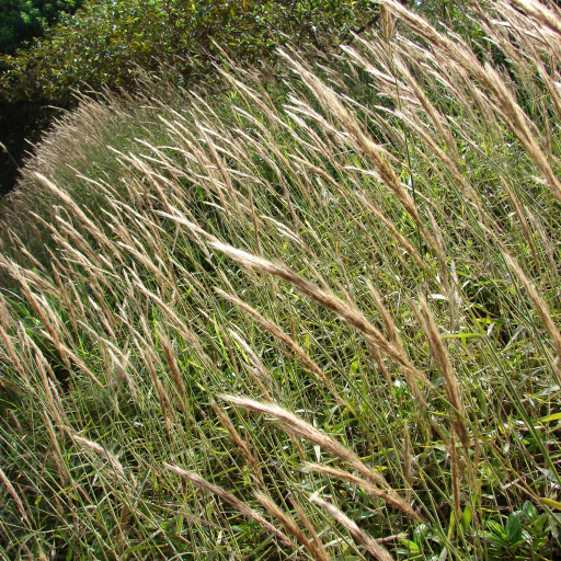 Brazilian Stink Grass (Melinis Minutiflora) Care Guide: Water, Soil ...
