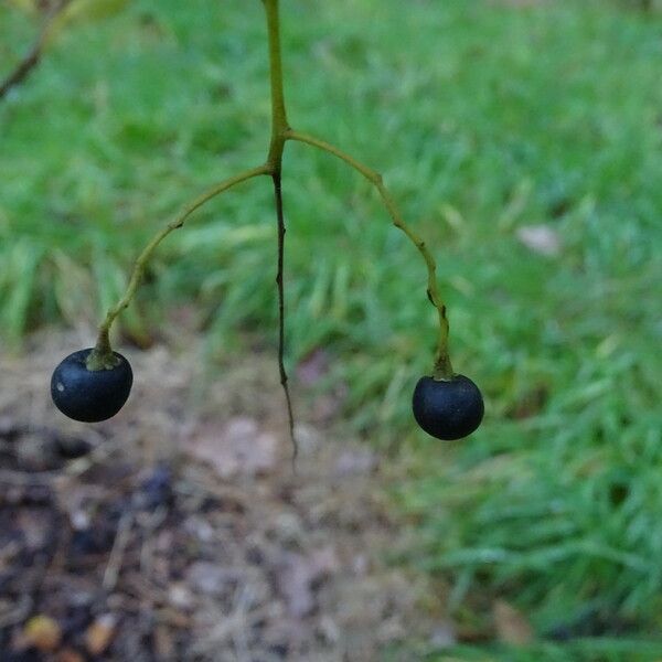 Meliosma Flexuosa Plant Care & How to Grow, Water