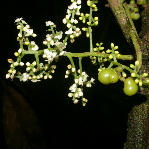Meliosma Glabrata Care Guide: Water, Soil & Propagation - Plantiary