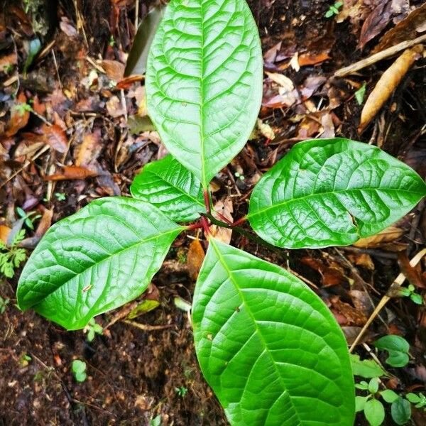 Meliosma Occidentalis Plant Care & How to Grow, Water