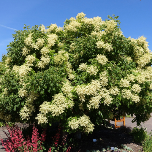 Oldham's Meliosma (Meliosma Oldhamii) Plant Care & How to Grow, Water