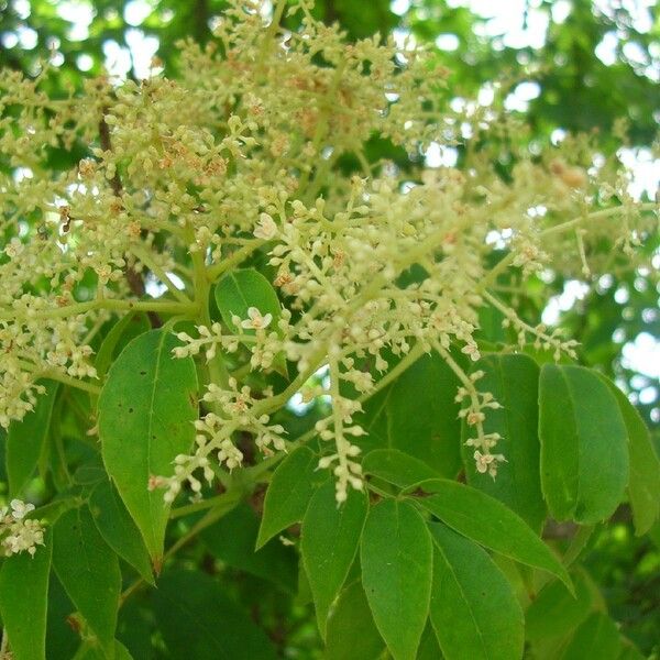 Meliosma Pinnata Care Guide: Water, Soil & Propagation - Plantiary