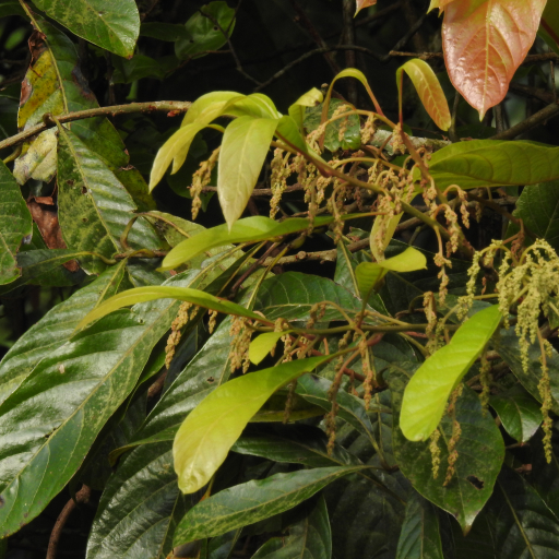 Simple-Leaved Meliosma (Meliosma Simplicifolia) Plant Care & How to ...