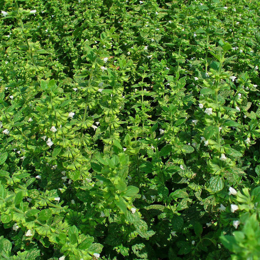 Lemon Balm (Melissa Officinalis) Plant Care & How to Grow, Water