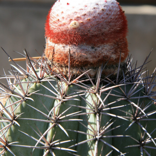 Snowrose (Serissa Japonica) Plant Care & How to Grow, Water