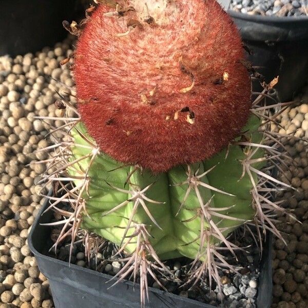 Melocactus Bellavistensis Plant Care & How to Grow, Water