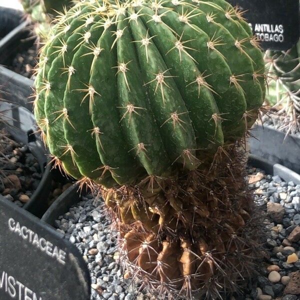 Turk's Cap Cactus (Melocactus Broadwayi) Plant Care & How to Grow, Water