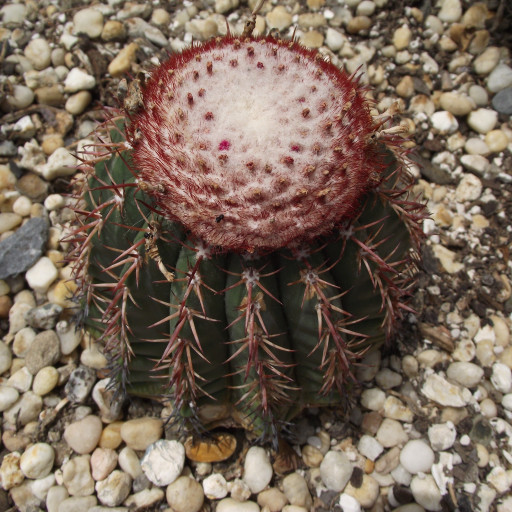 Cone-Like Turk's-Head Cactus (Melocactus Conoideus) Plant Care & How to ...