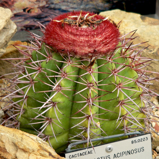 Turk's-Cap Cactus (Melocactus Intortus) Plant Care & How to Grow, Water