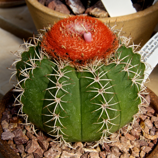 Dwarf Turk's Cap Cactus (Melocactus Matanzanus) Plant Care & How to ...