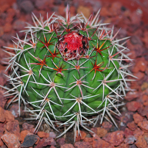 Cactus (Melocactus Pachyacanthus) Plant Care & How to Grow, Water