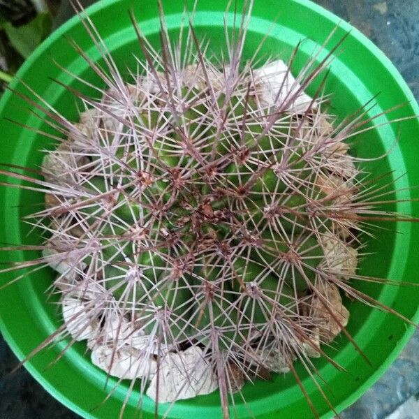 Melocactus Pedernalensis Plant Care & How to Grow, Water