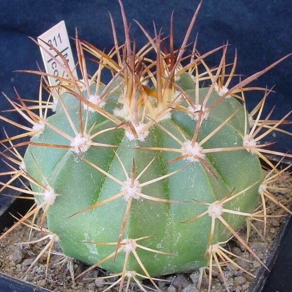Turk's Cap Cactus (Melocactus Pruinosus) Plant Care & How to Grow, Water