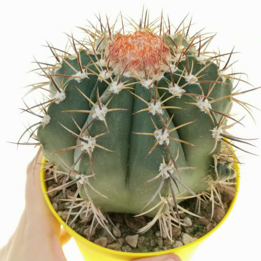 Melocactus Salvadorensis Plant Care & How to Grow, Water