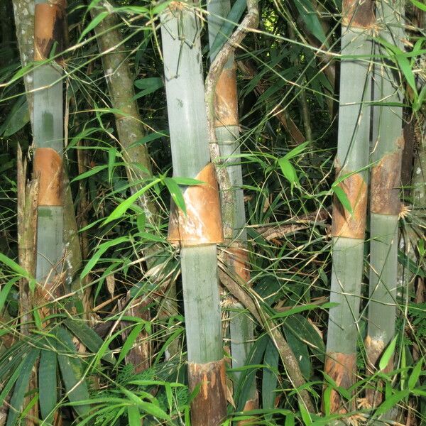 Burmese Bamboo (Melocanna Arundina) Plant Care & How to Grow, Water