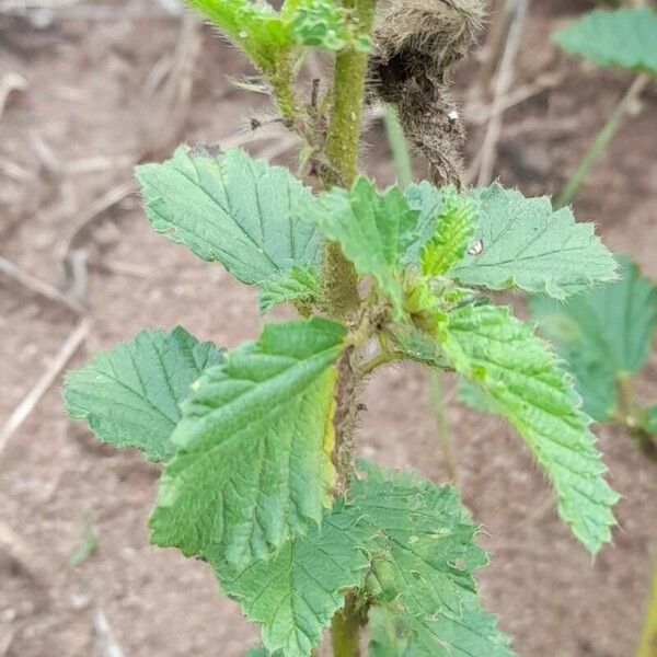 Melochia Anomala Plant Care & How to Grow, Water