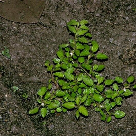 Melochia Melissifolia Plant Care & How to Grow, Water