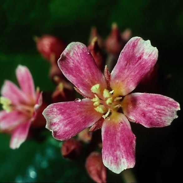 Melochia Odorata Plant Care & How to Grow, Water