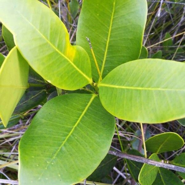 Melodinus Balansae Care Guide: Water, Soil & Propagation - Plantiary