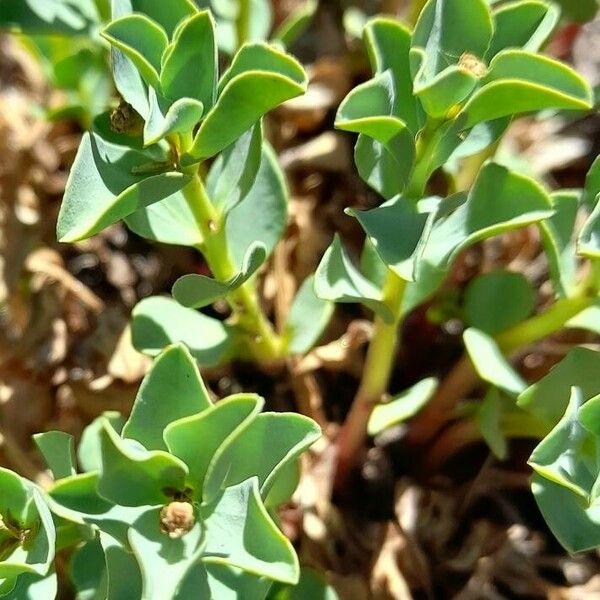 Melosperma Andicola Care Guide: Water, Soil & Propagation - Plantiary