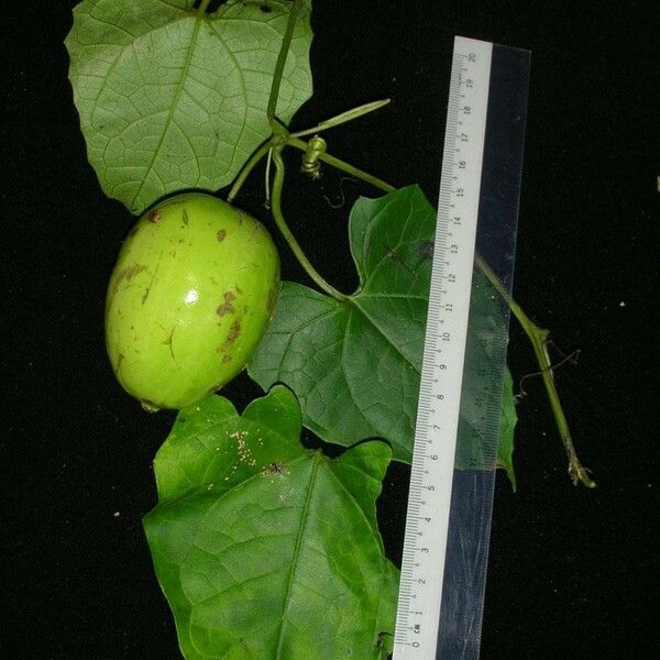 Melothria Dulcis Care Guide: Water, Soil & Propagation - Plantiary