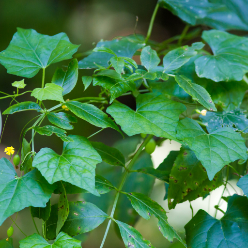 Creeping Cucumber (Melothria Pendula) Plant Care & How to Grow, Water