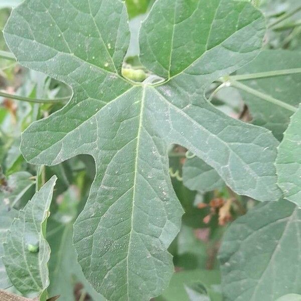Melothria Warmingii Care Guide: Water, Soil & Propagation - Plantiary