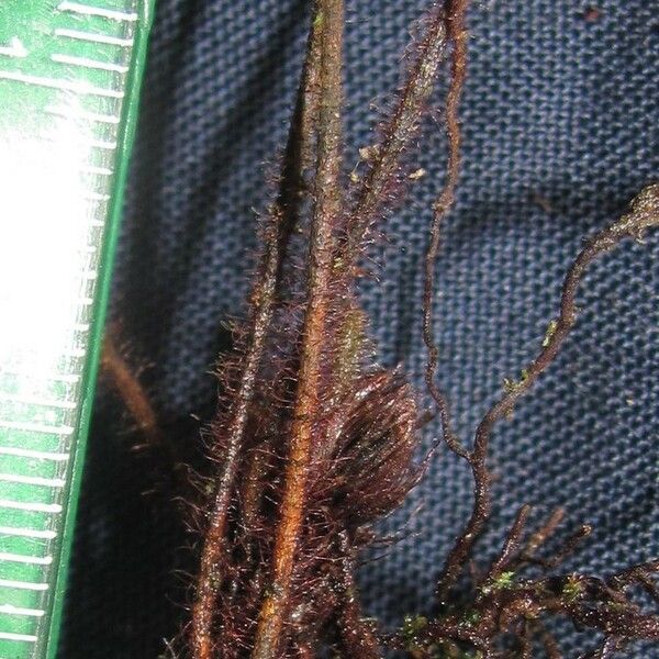 Melpomene Xiphopteroides Plant Care & How to Grow, Water