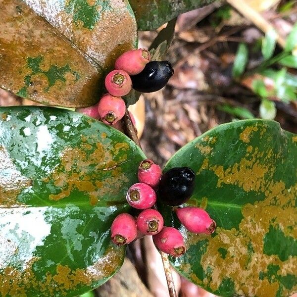 Memecylon Caeruleum Plant Care & How to Grow, Water