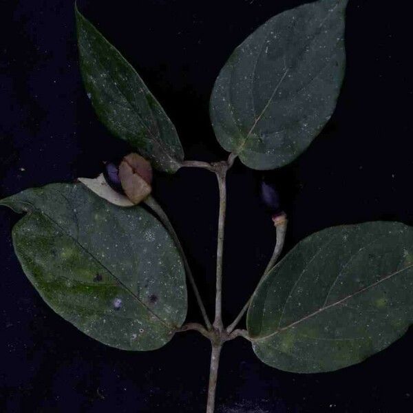 Mendoncia Puberula Care Guide: Water, Soil & Propagation - Plantiary